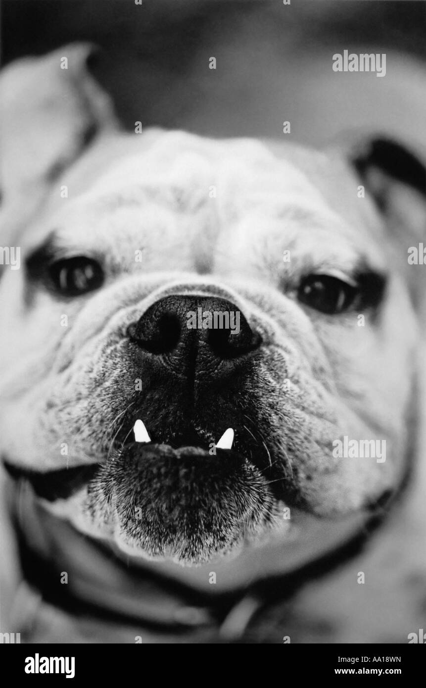 The bull pit Black and White Stock Photos & Images - Alamy