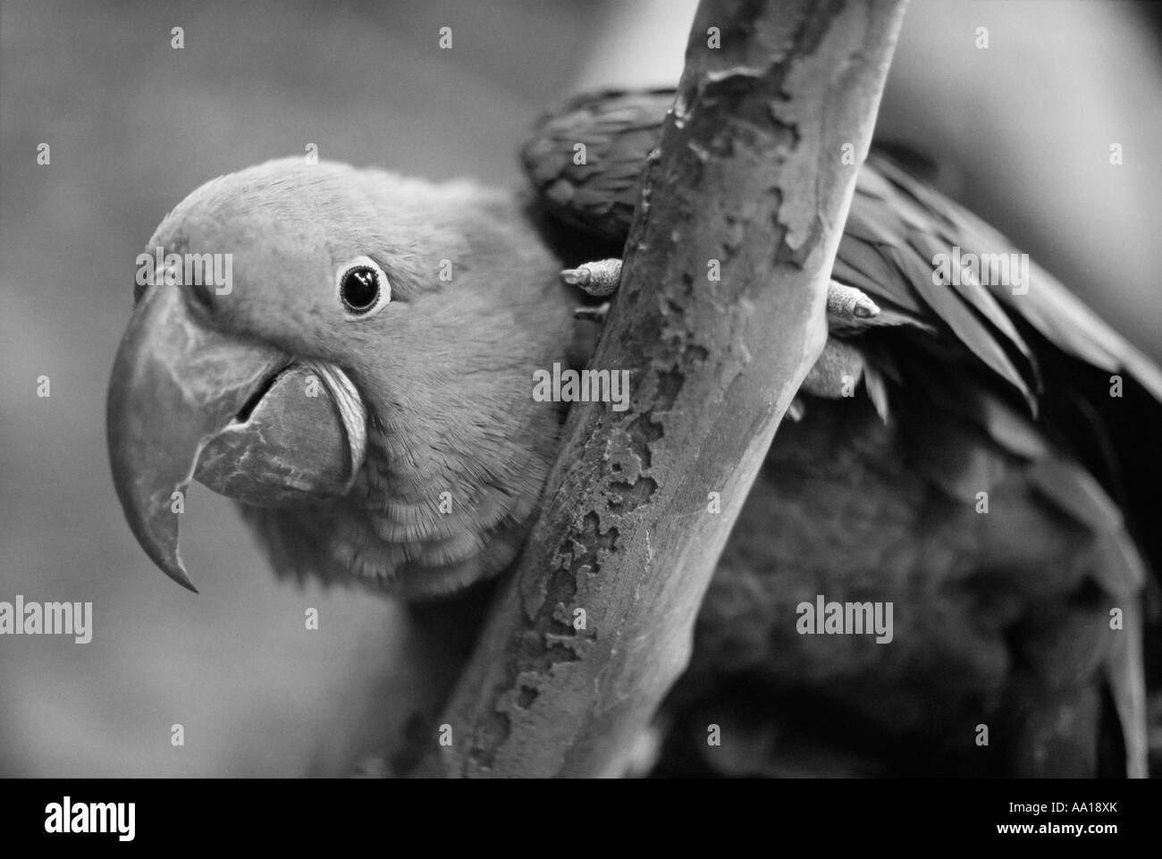 Species of parrot Black and White Stock Photos & Images - Alamy