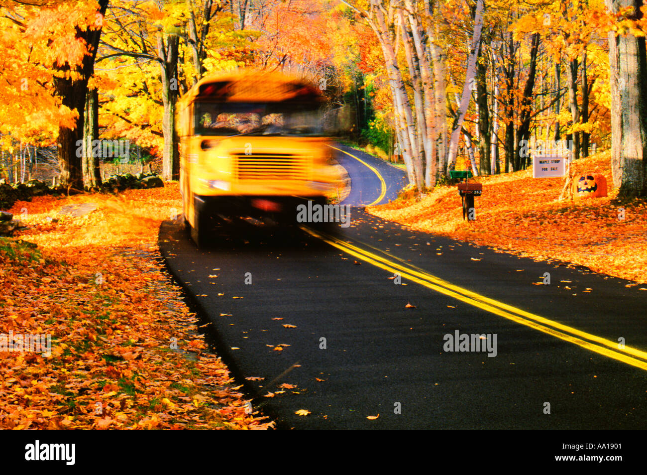 USA Vermont school bus on rural road lined with golden autumn trees and ...
