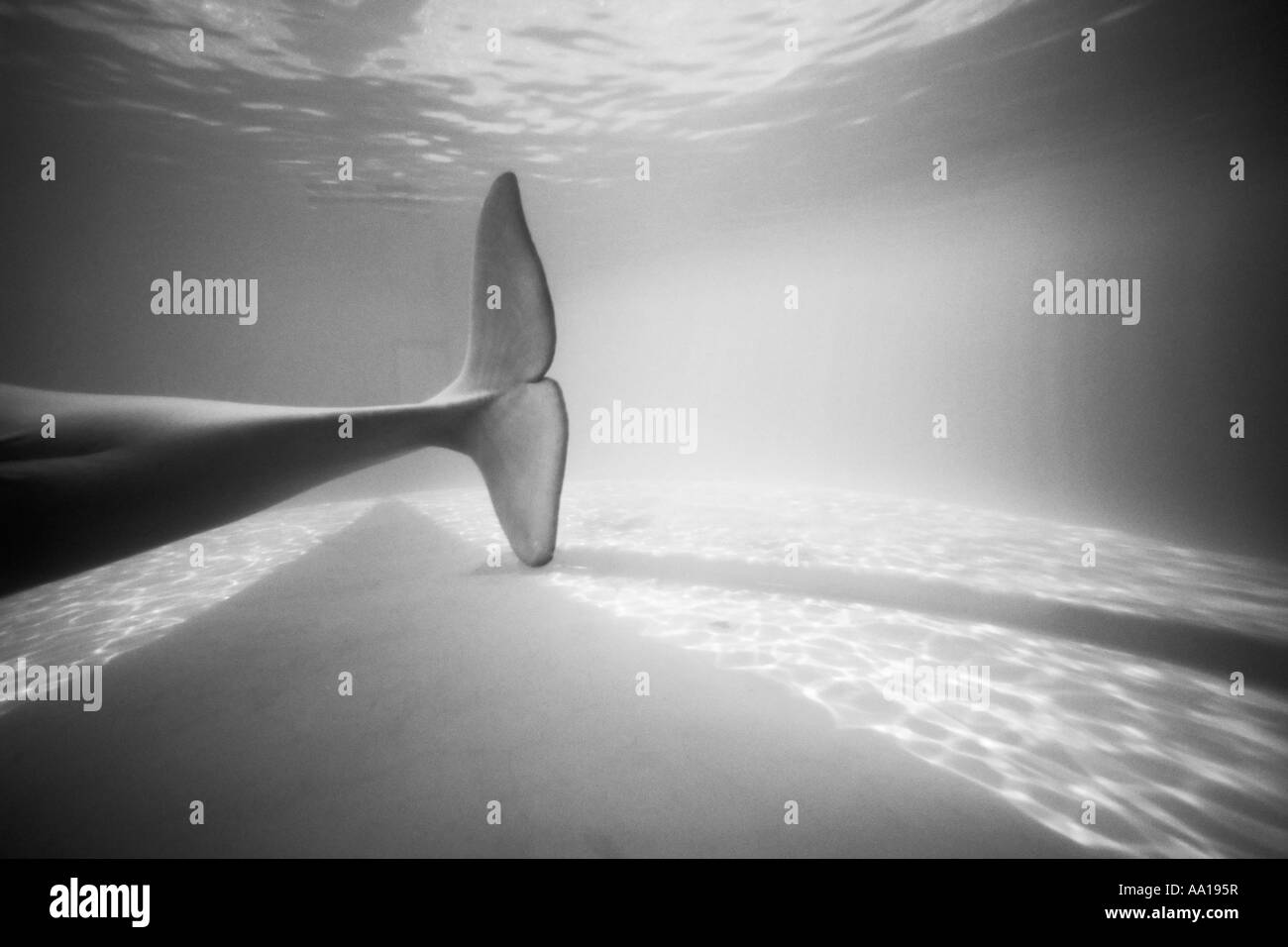 Beluga whales tail Stock Photo - Alamy