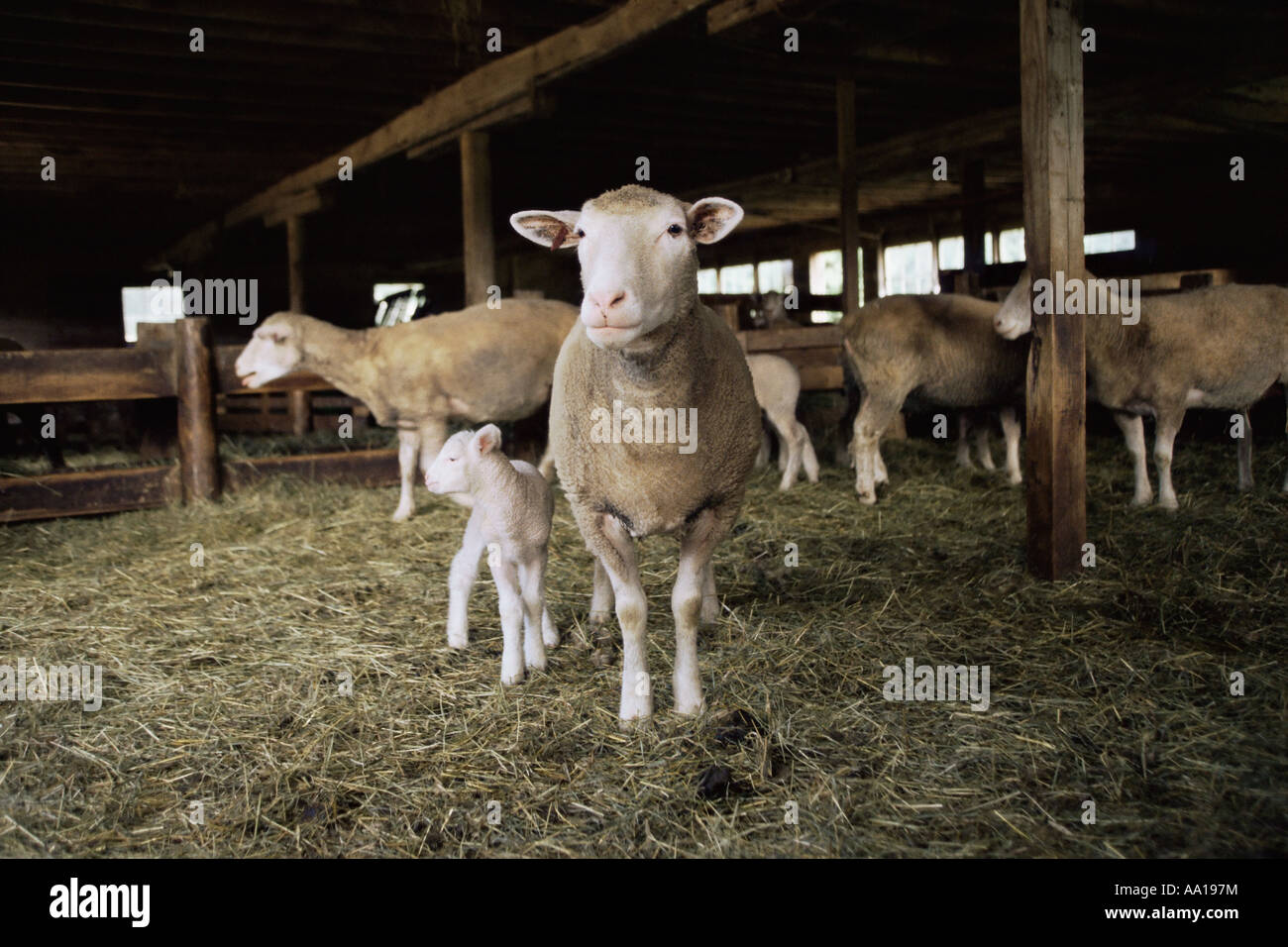 B&w sheep hi-res stock photography and images - Alamy