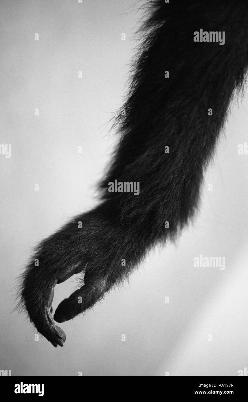 Chimpanzee anatomy hi-res stock photography and images - Alamy