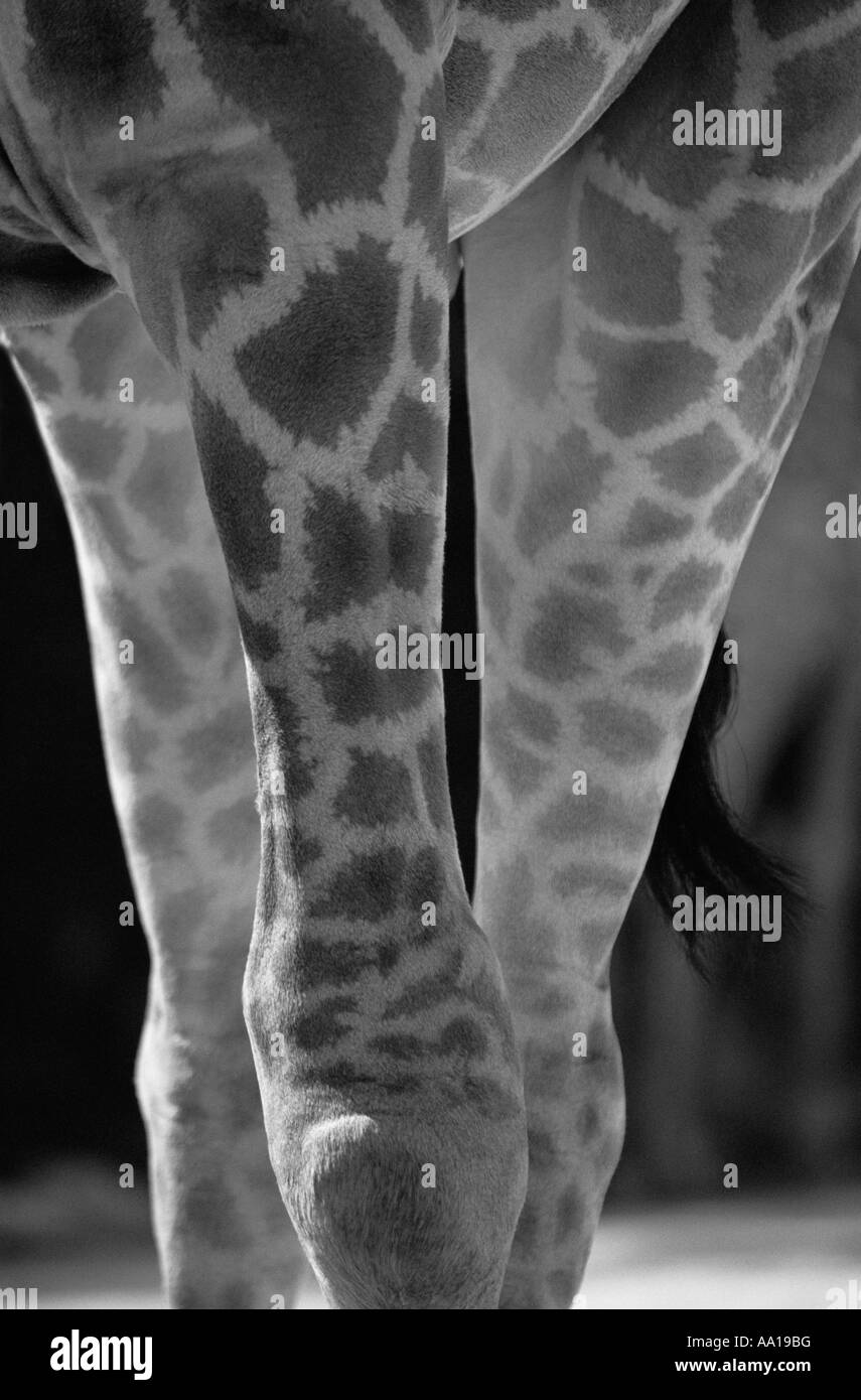 Giraffes anatomy hi-res stock photography and images - Alamy