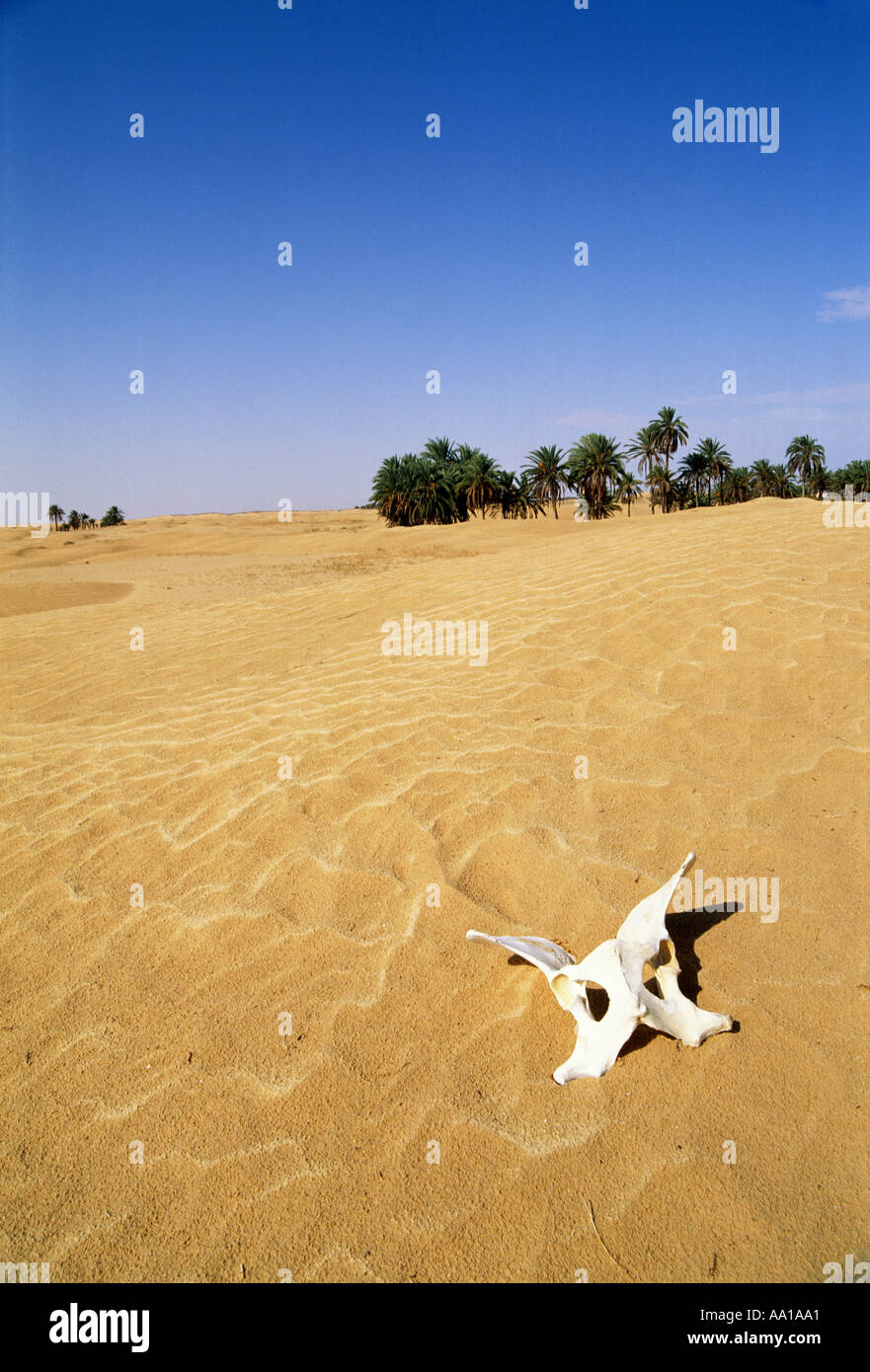 Tunisia Douz Desert Stock Photo - Alamy