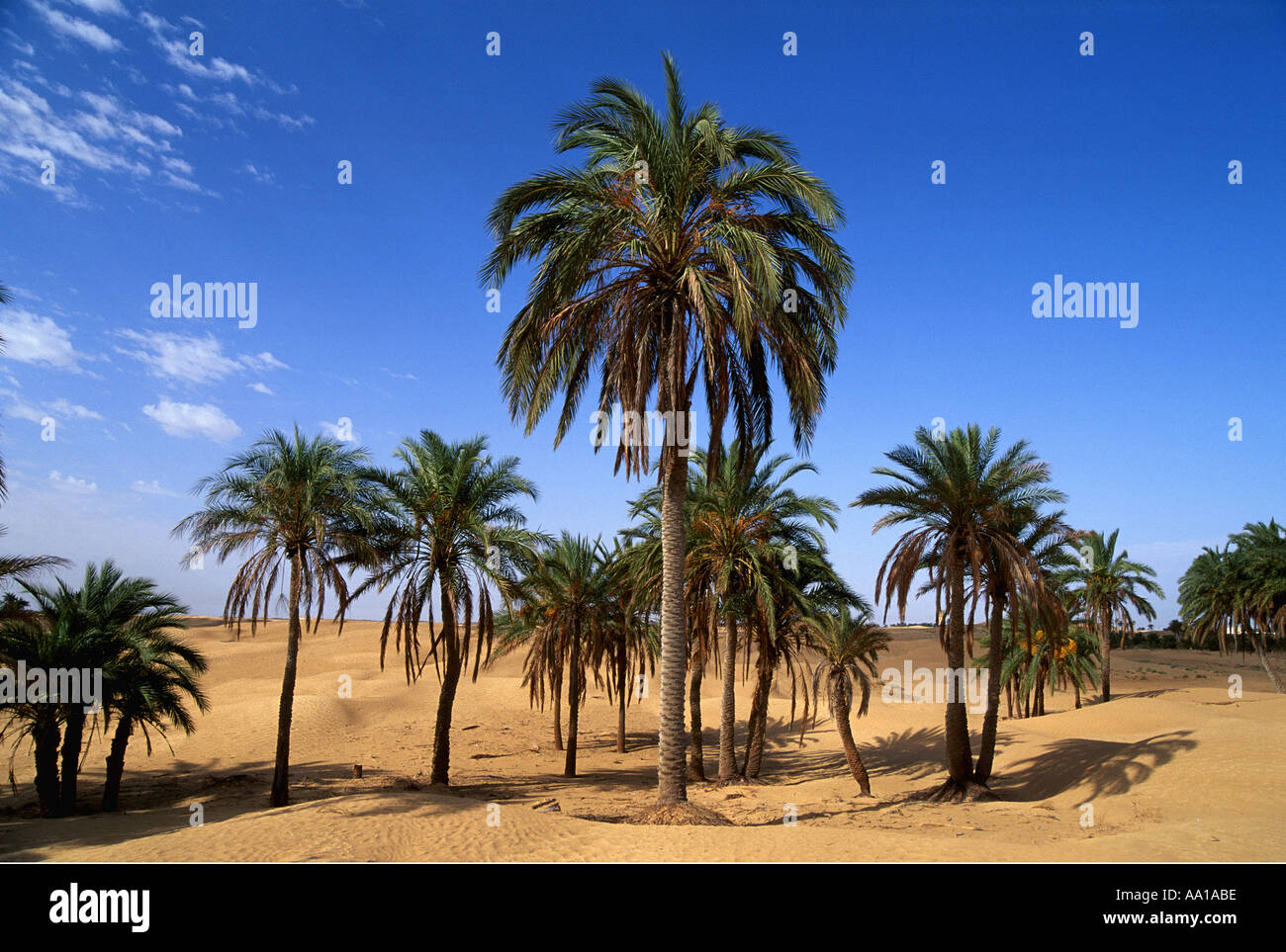 Tunisia Douz Desert Stock Photo - Alamy