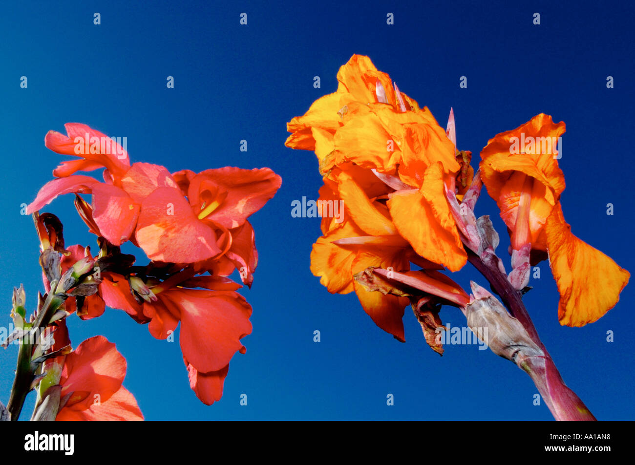 Kana flower hi-res stock photography and images - Alamy