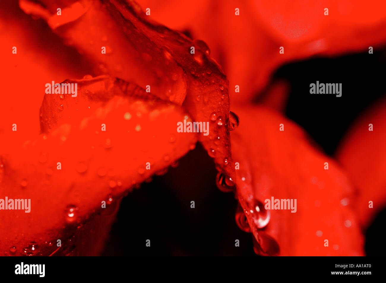 Kana flower hi-res stock photography and images - Alamy