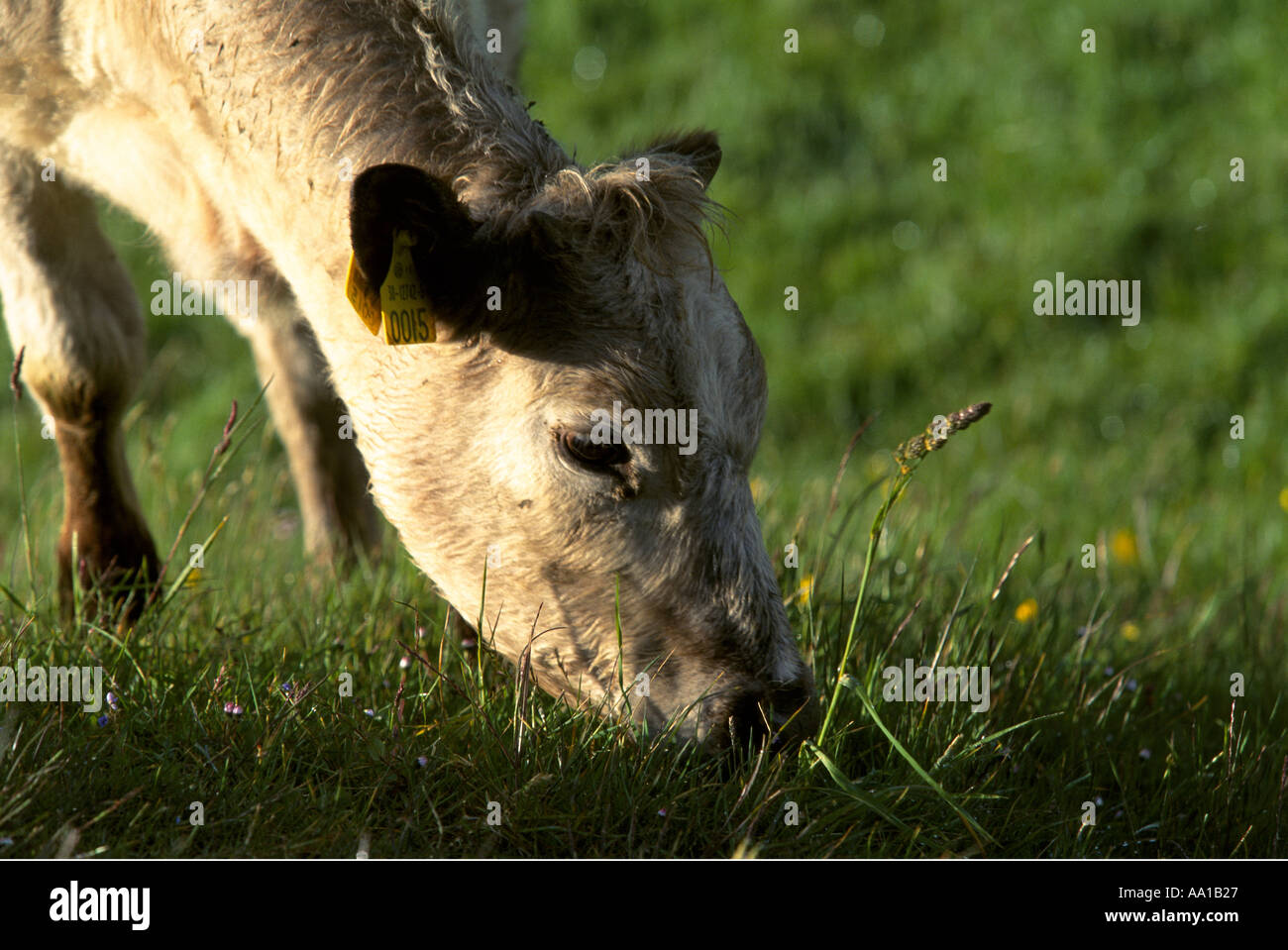 Irl096 hi-res stock photography and images - Alamy