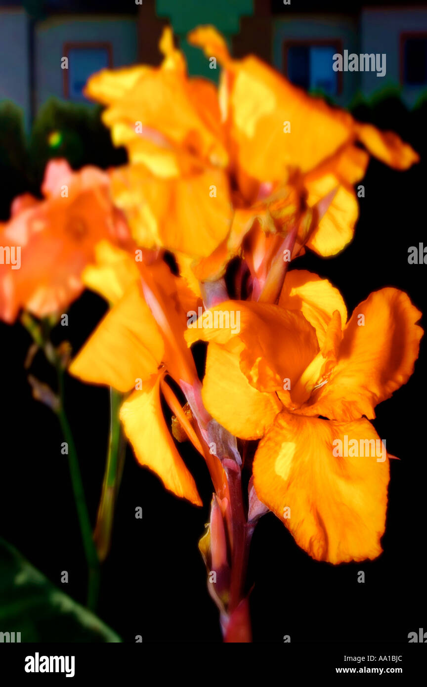 Kana flower hi-res stock photography and images - Alamy