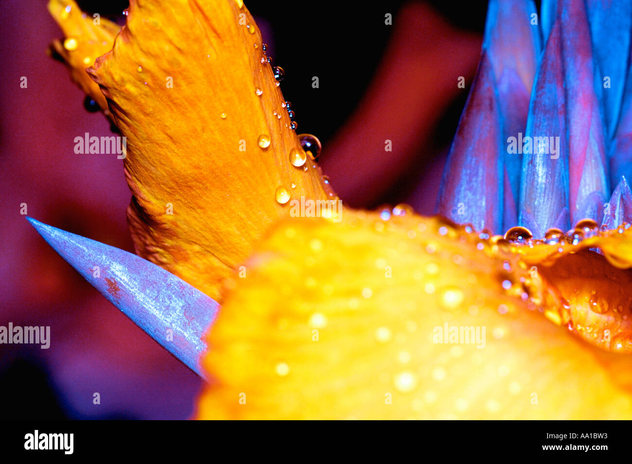 Kana flower hi-res stock photography and images - Alamy