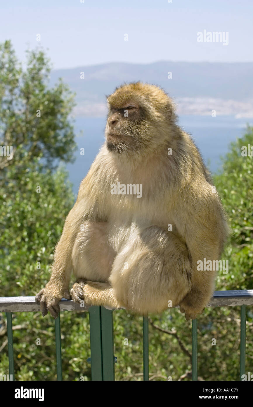 An adult male Barbary Macaque on the rock in Gibraltar sat on the fence ...