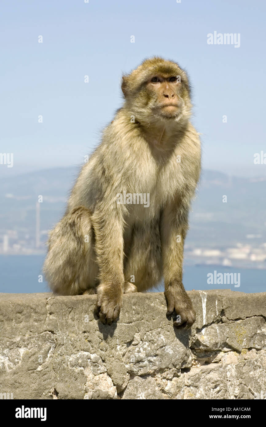 A young Barbary Macaque on the rock in Gibraltar Stock Photo - Alamy