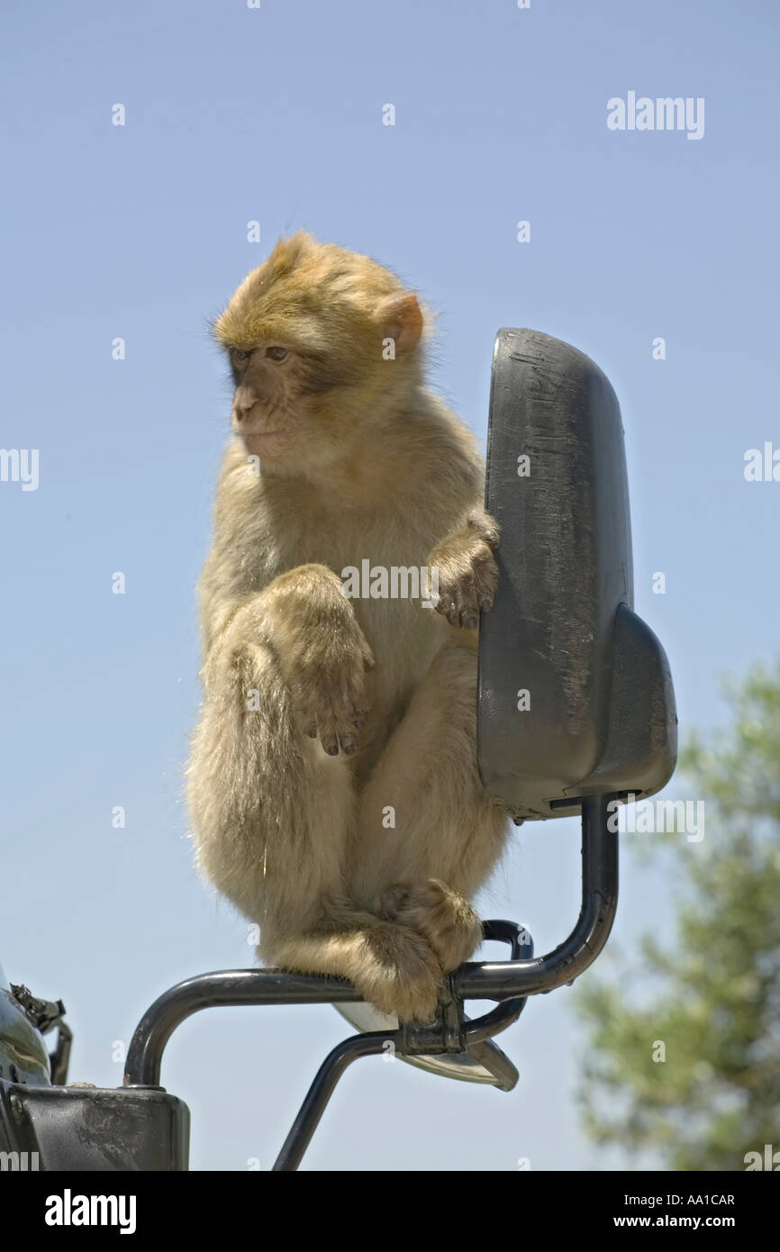 Young gibraltar ape sitting on a car wing mirror hi-res stock ...