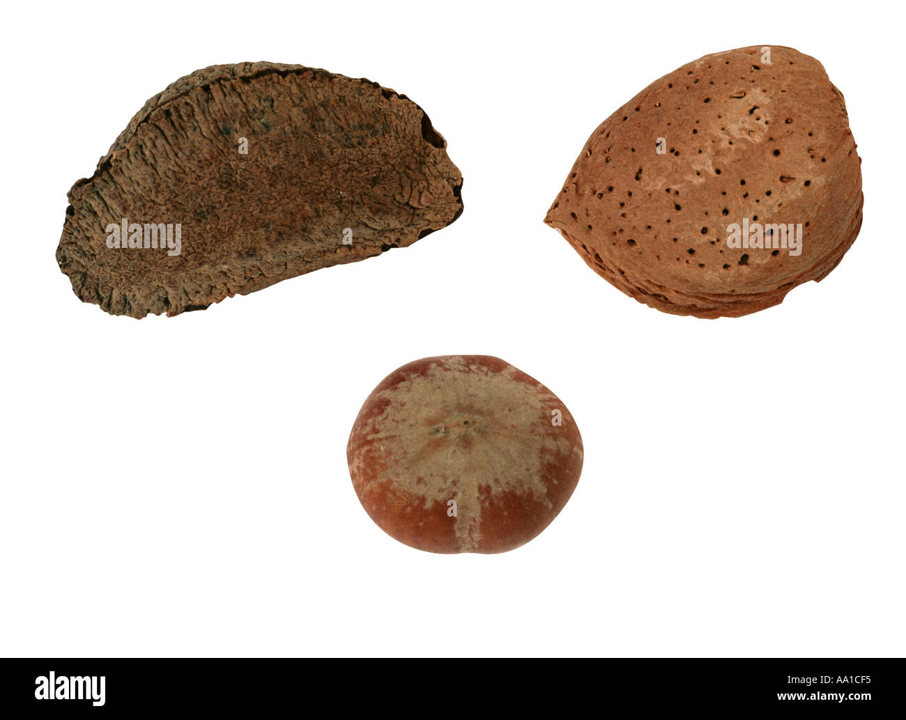 Walnut Hazelnut Almond Stock Photo - Alamy