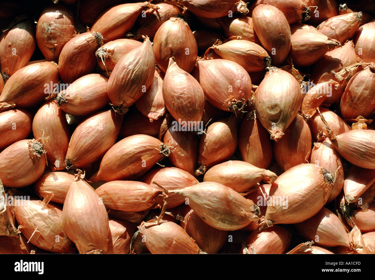 échalote hi-res stock photography and images - Alamy