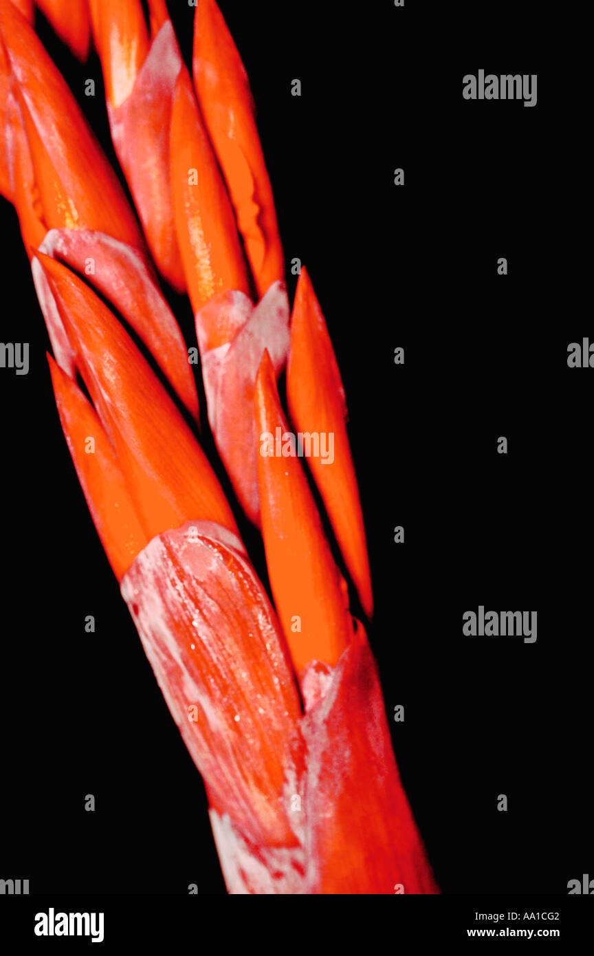 Kana flower hi-res stock photography and images - Alamy