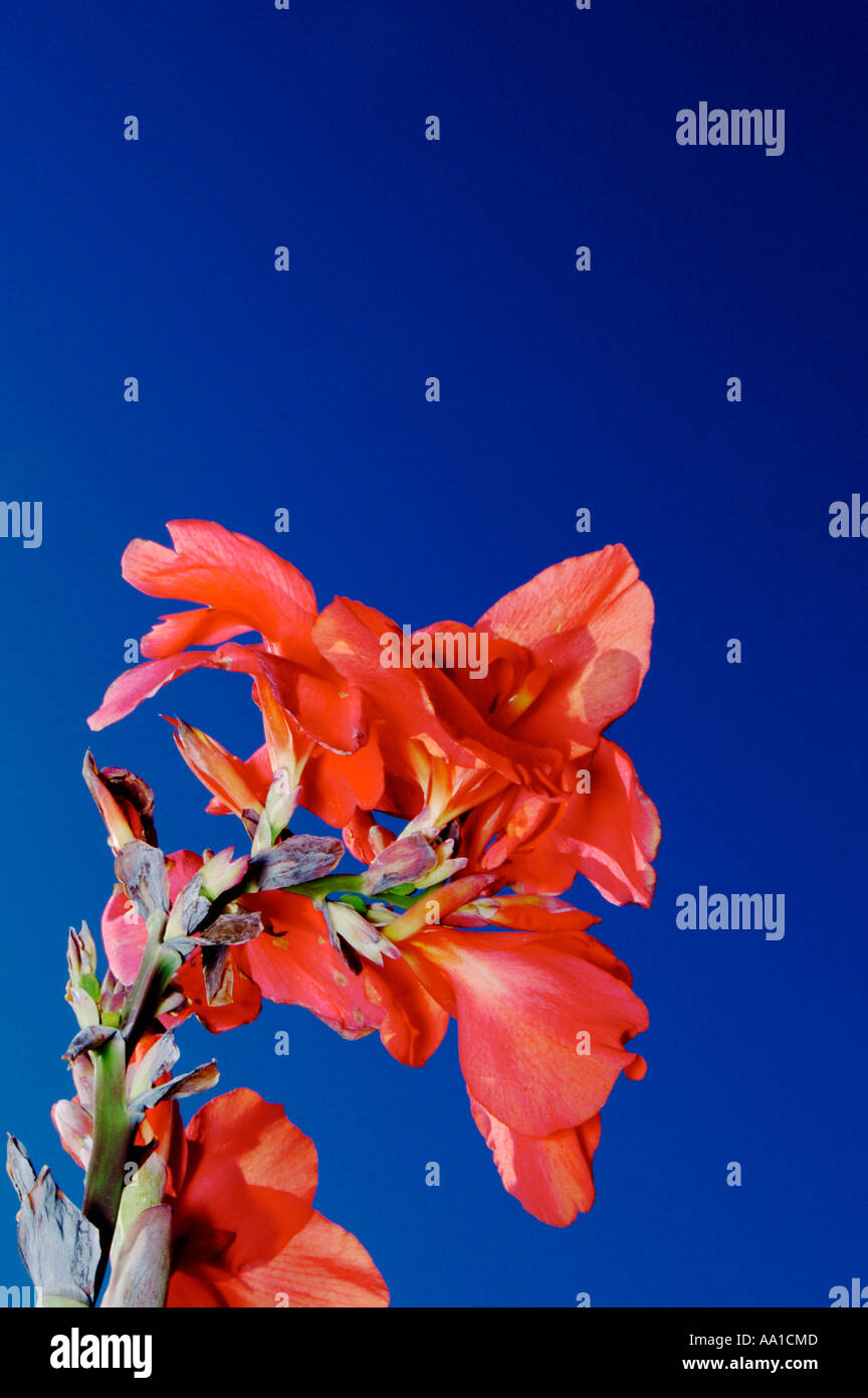 Kana flower hi-res stock photography and images - Alamy