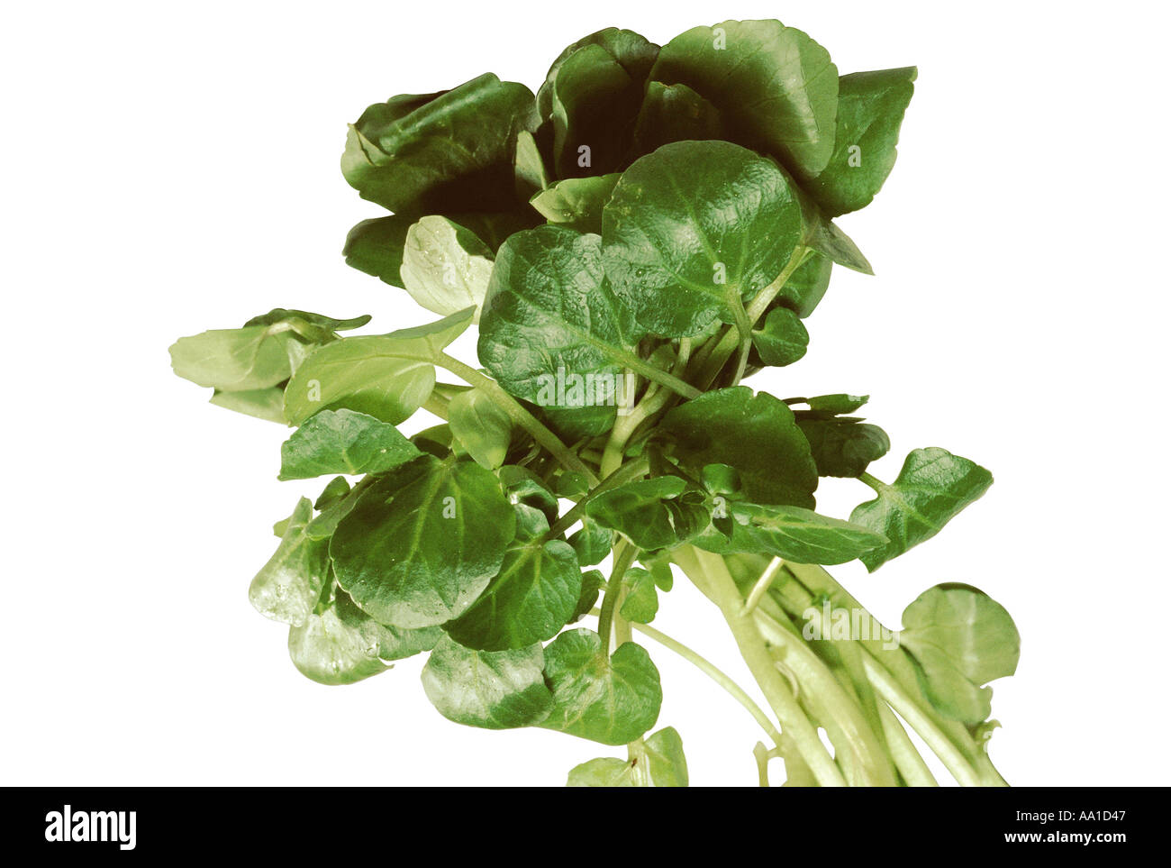 Cresson vert hi-res stock photography and images - Alamy