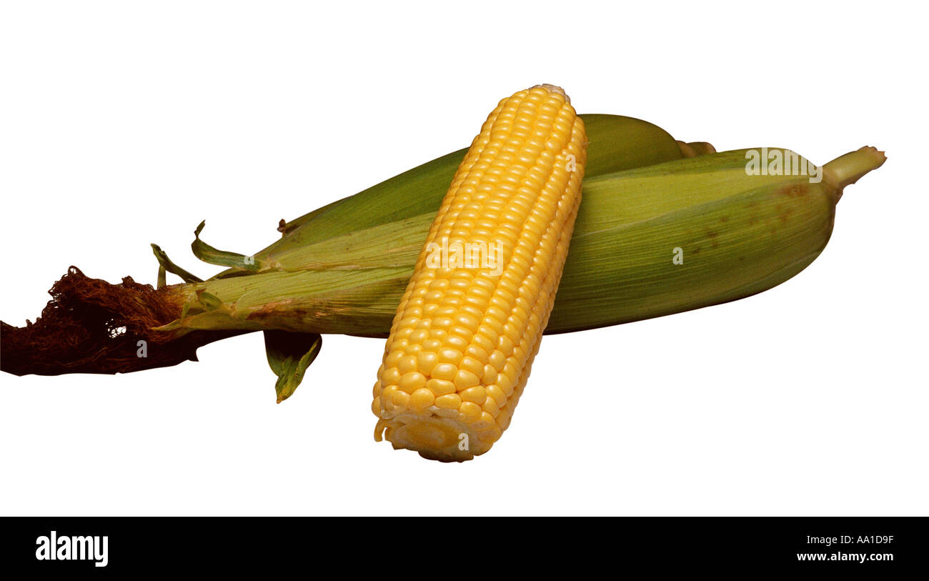 Fruits of maize Cut Out Stock Images & Pictures - Alamy