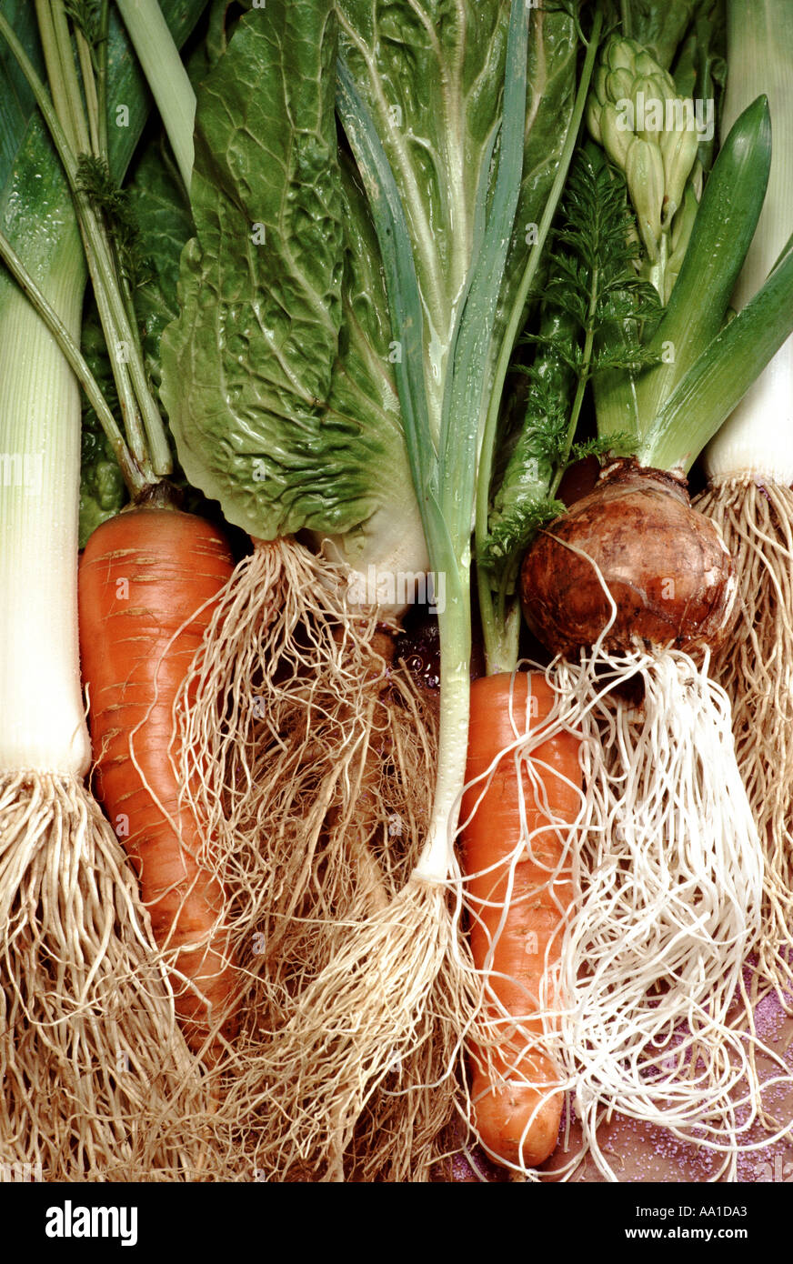 Roots legumes hi-res stock photography and images - Alamy