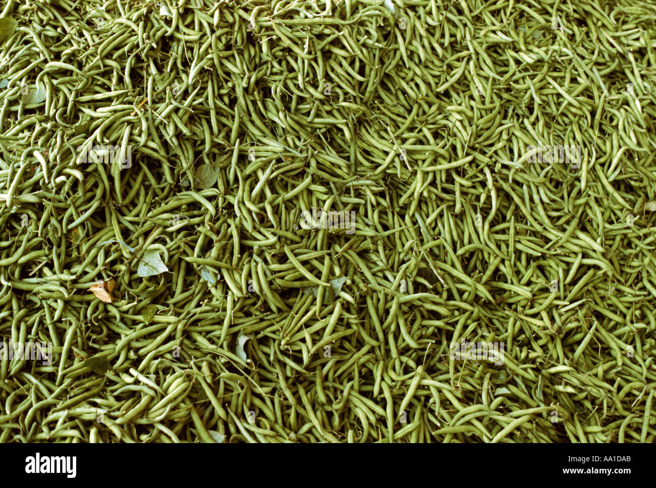 Haricots vert hi-res stock photography and images - Alamy