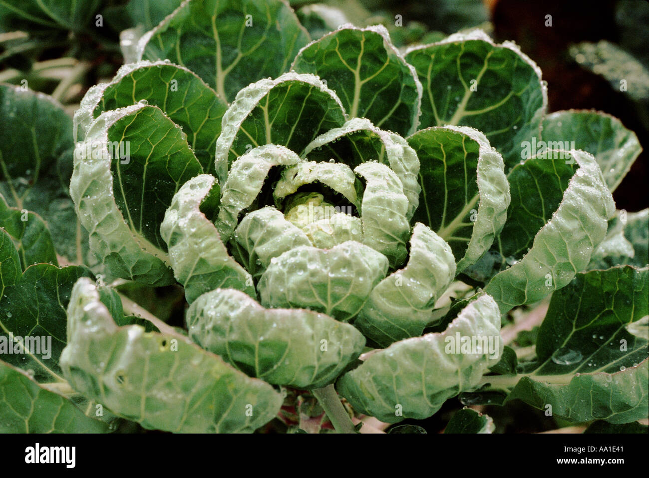 Choux vert hi-res stock photography and images - Alamy