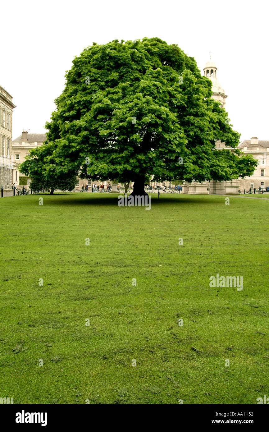 An oak tree in Trinity College in Dublin, Ireland Stock Photo - Alamy