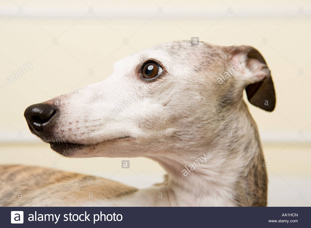Head Whippet Stock Photos & Head Whippet Stock Images - Alamy
