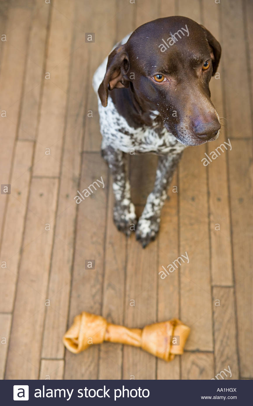 Dog Skeleton Stock Photos & Dog Skeleton Stock Images - Alamy