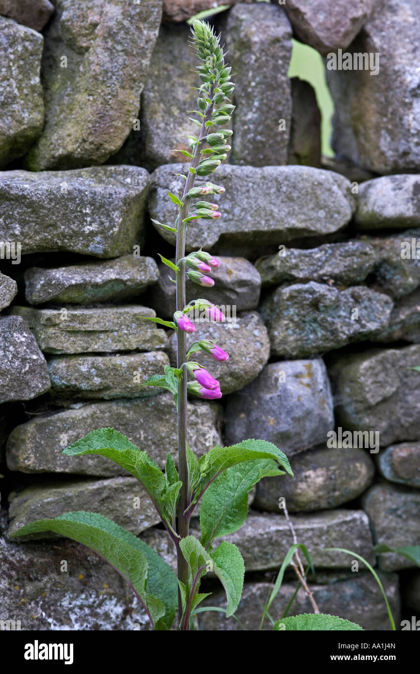 Wild foxglove growing by a drystone wall, Yorkshire England Stock Photo ...