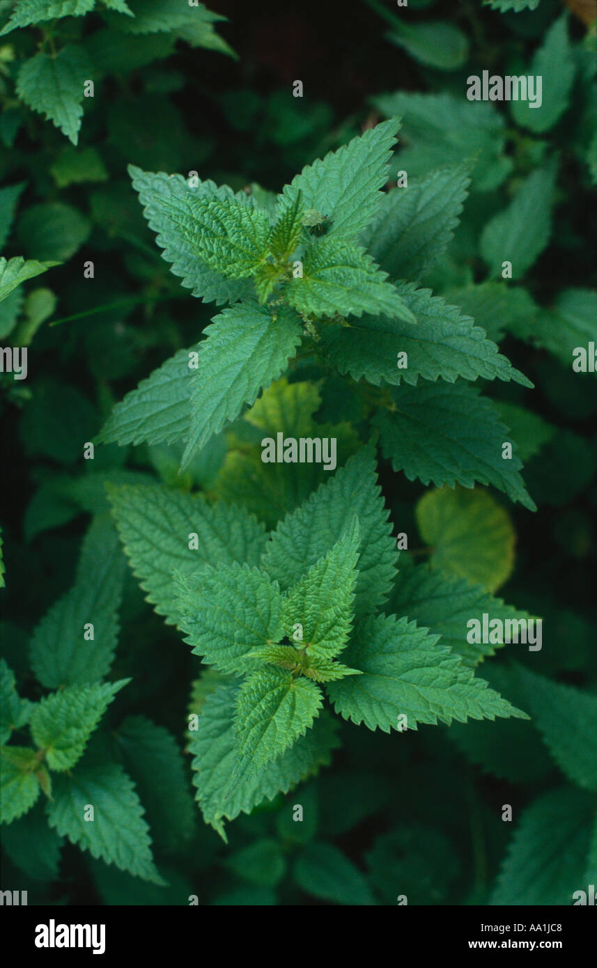 Burn nettles hi-res stock photography and images - Alamy