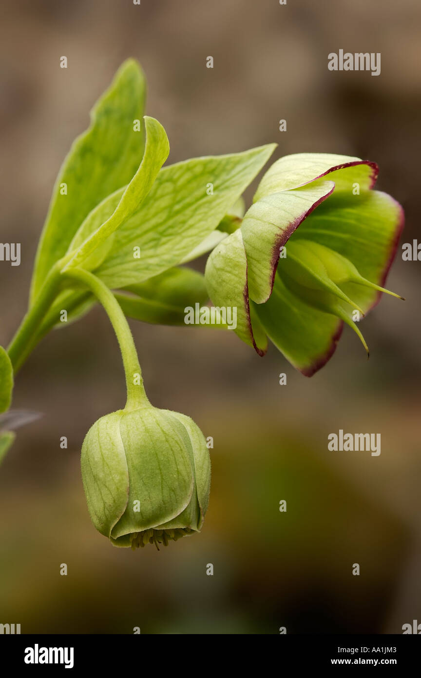 Stinking Hellebore Helleborus foetidus Stock Photo - Alamy