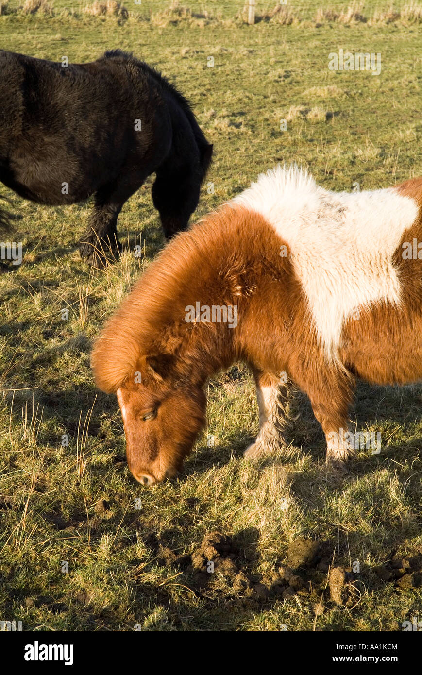 dh SHETLAND PONY UK Pieball chesnut and white and black ponies grazing ...