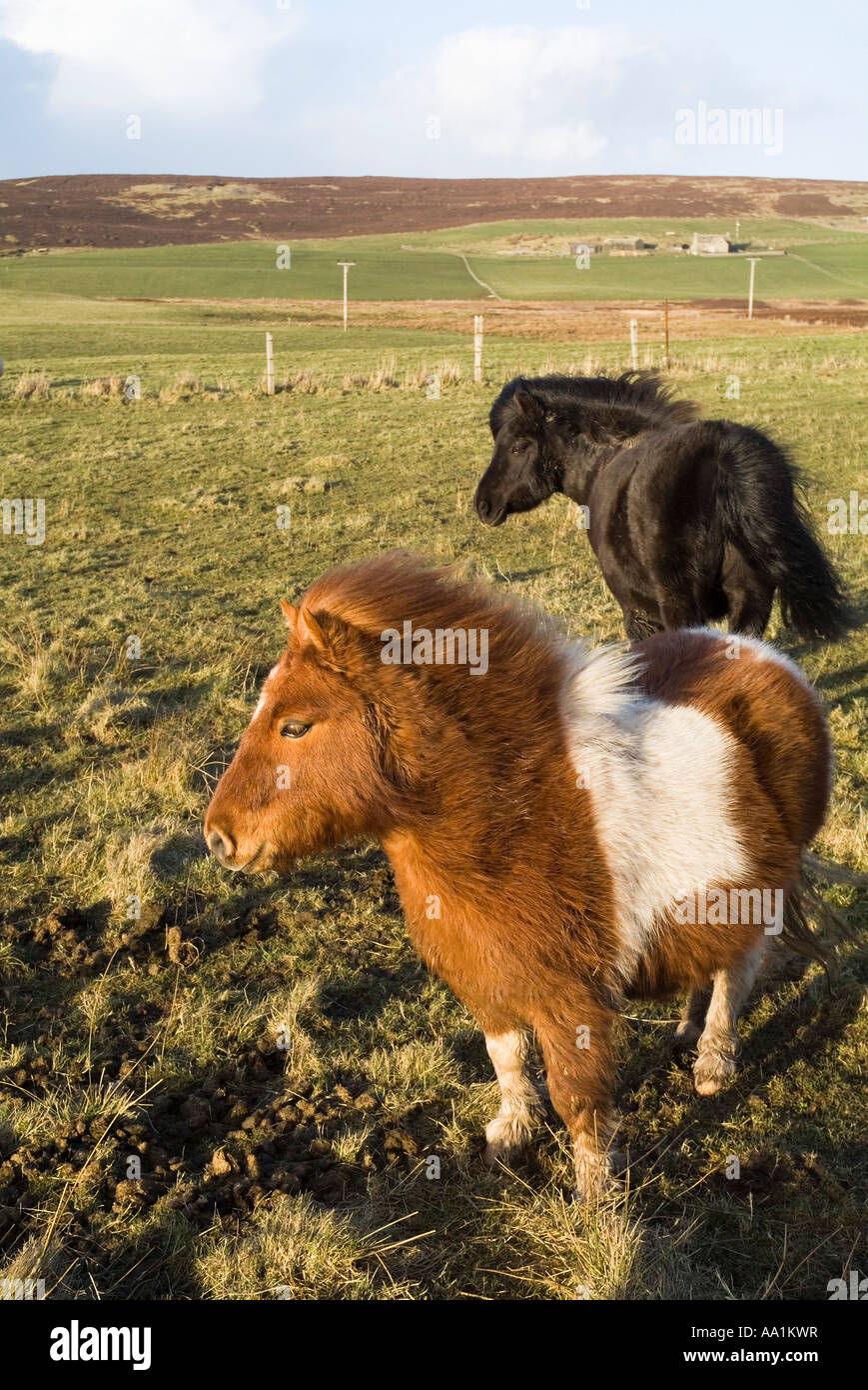 Purebreed shetland hi-res stock photography and images - Alamy