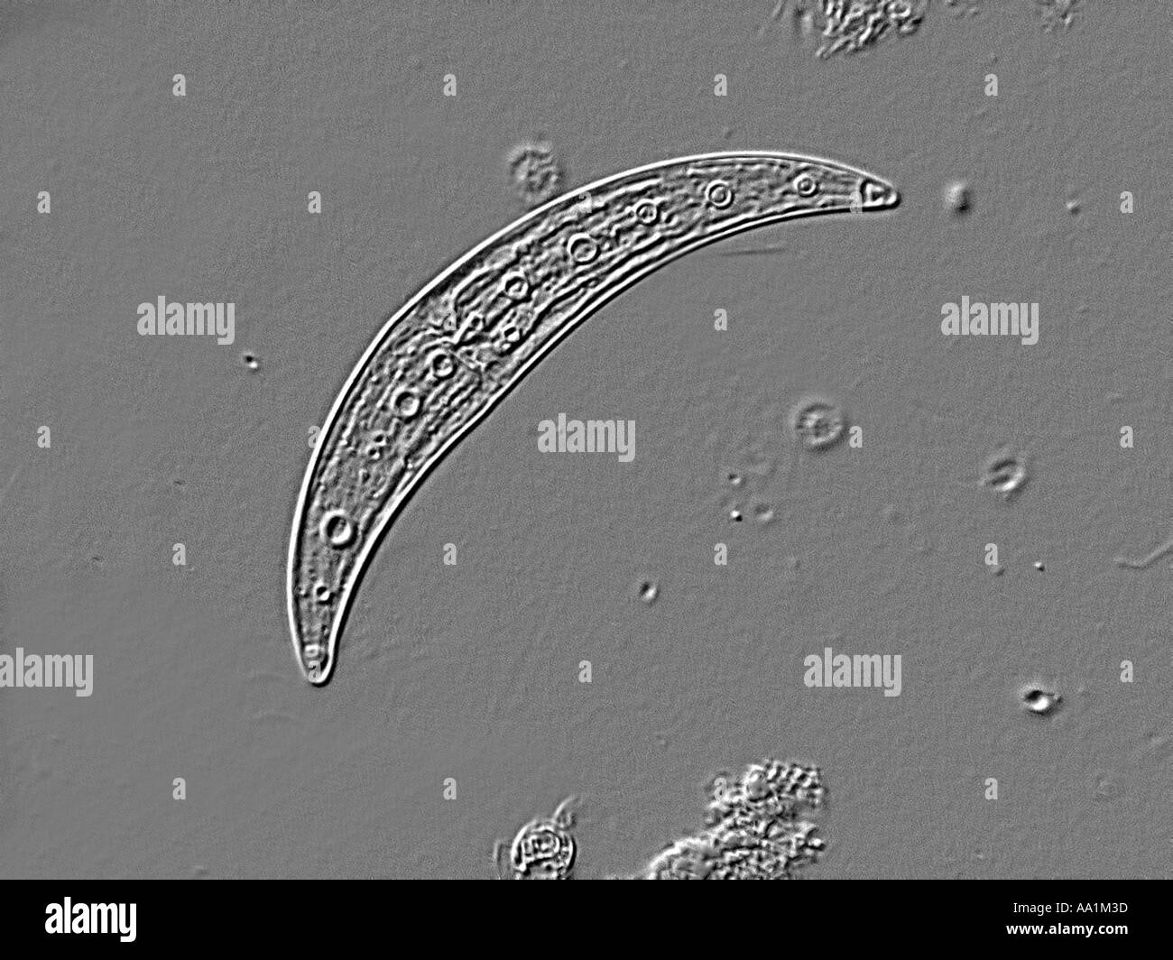 Desmid Black and White Stock Photos & Images - Alamy