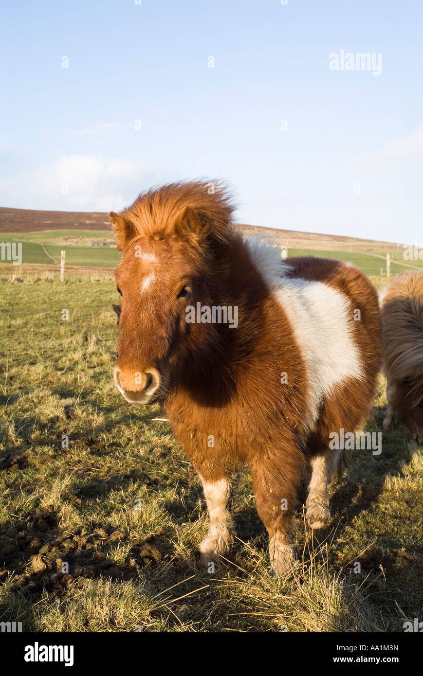dh SHETLAND PONY UK Piebald chesnut and white Shetland pony in field ...