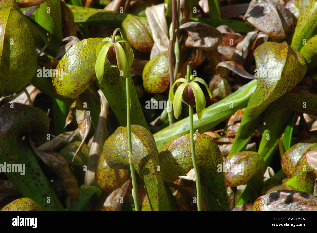 Darlingtonia californica cobra lily in bloom Stock Photo - Alamy