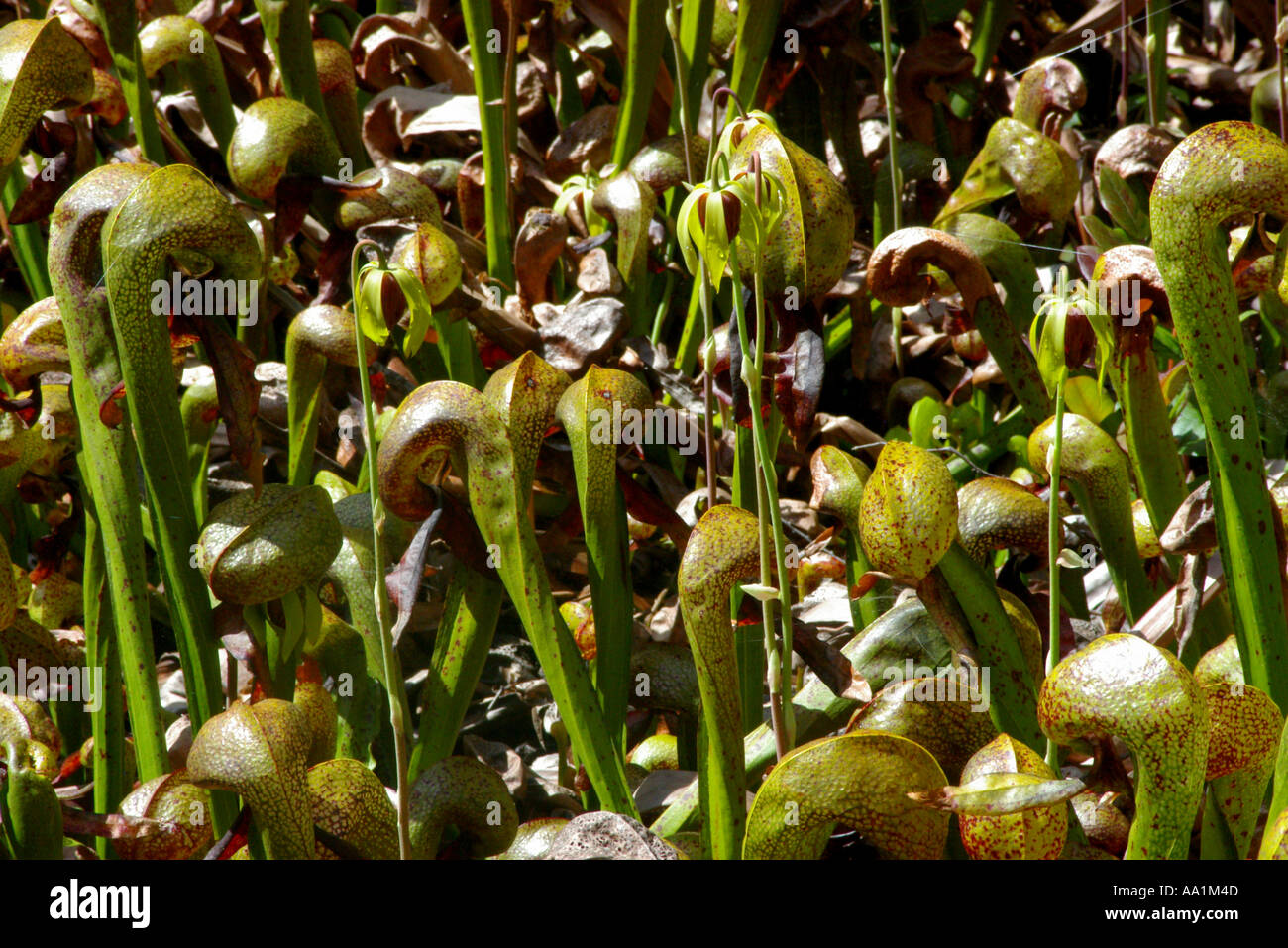 Darlingtonia californica cobra lily in bloom Stock Photo - Alamy