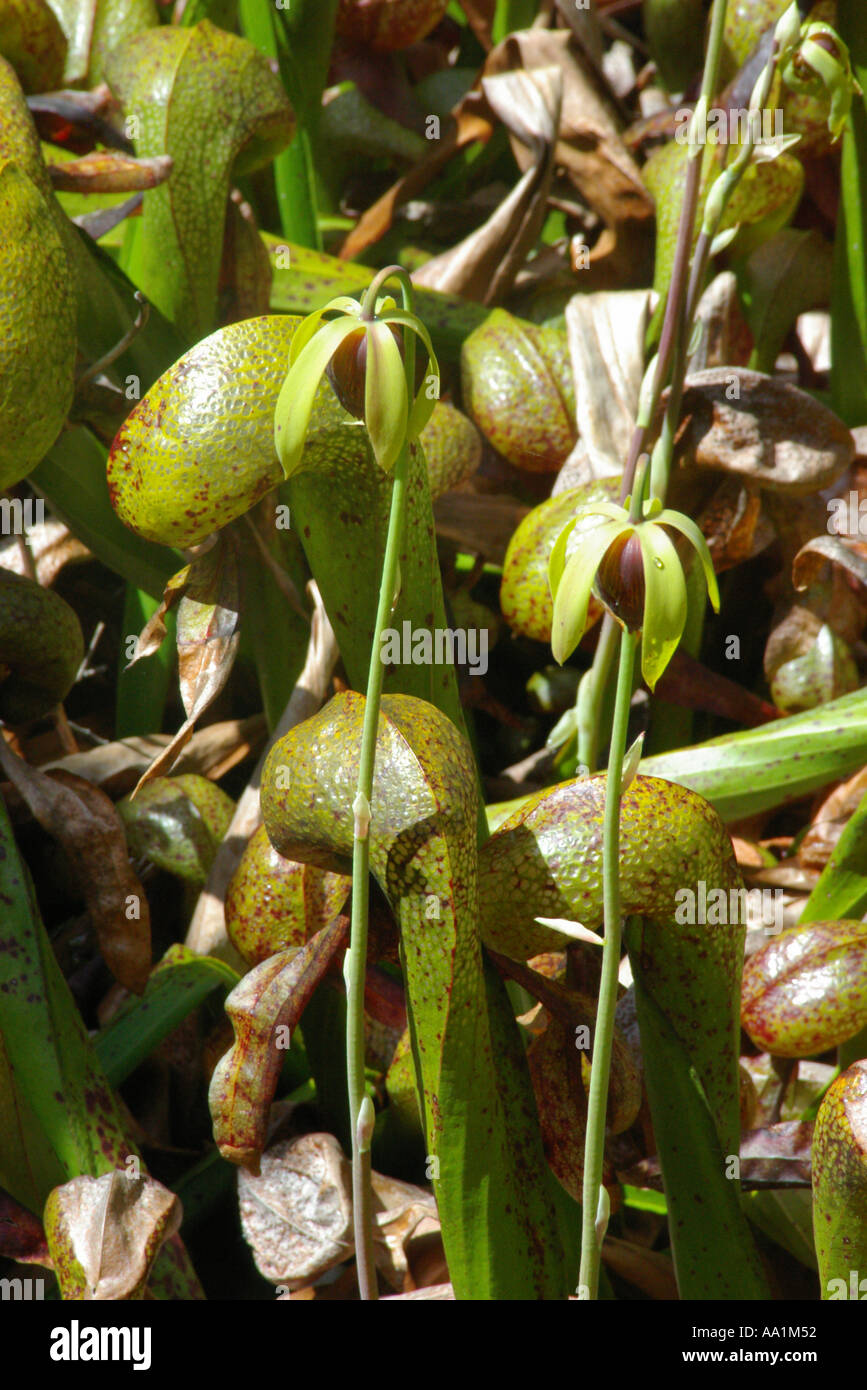 Darlingtonia Californica Flower High Resolution Stock Photography and ...