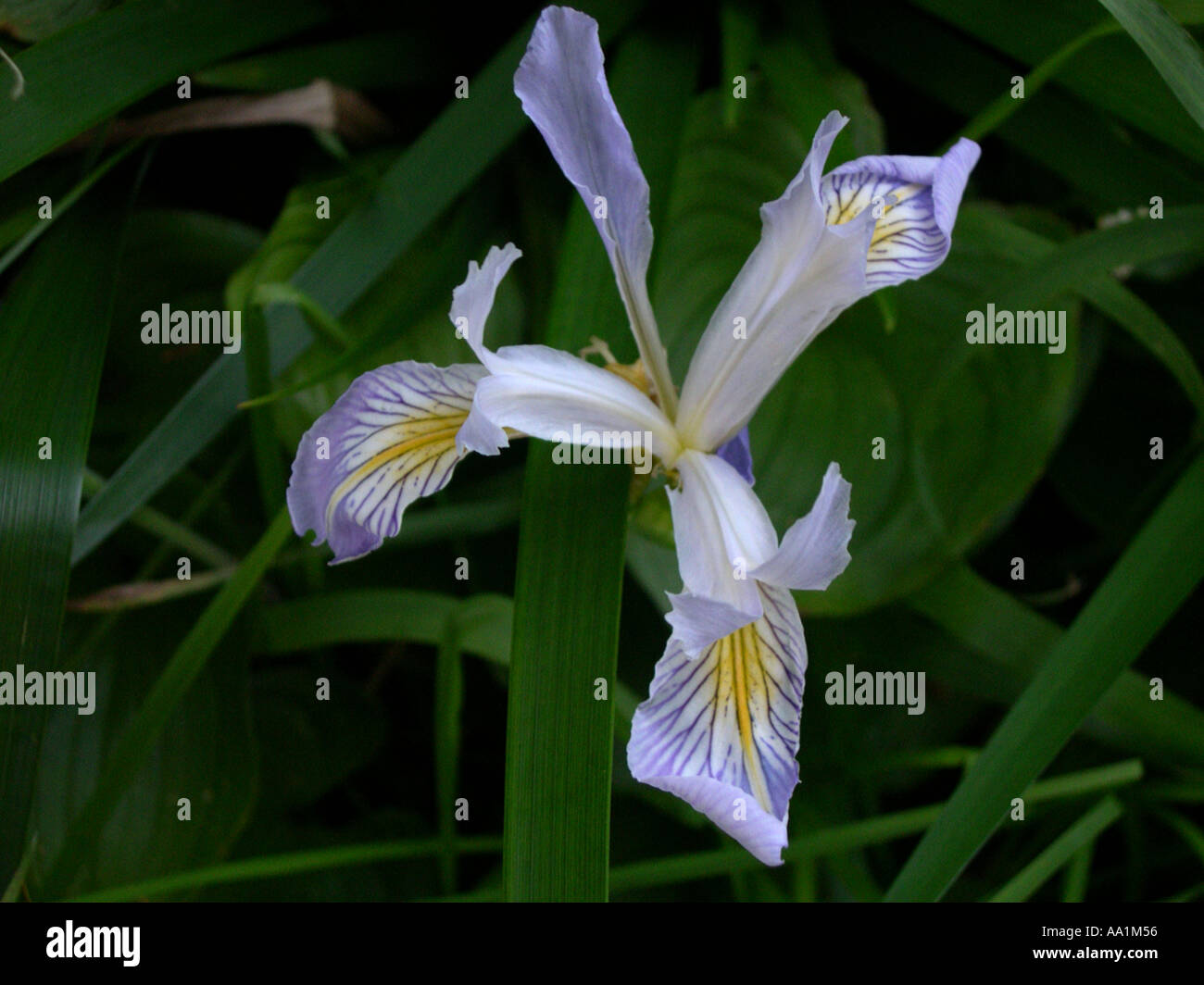 Wild Iris sp Stock Photo - Alamy