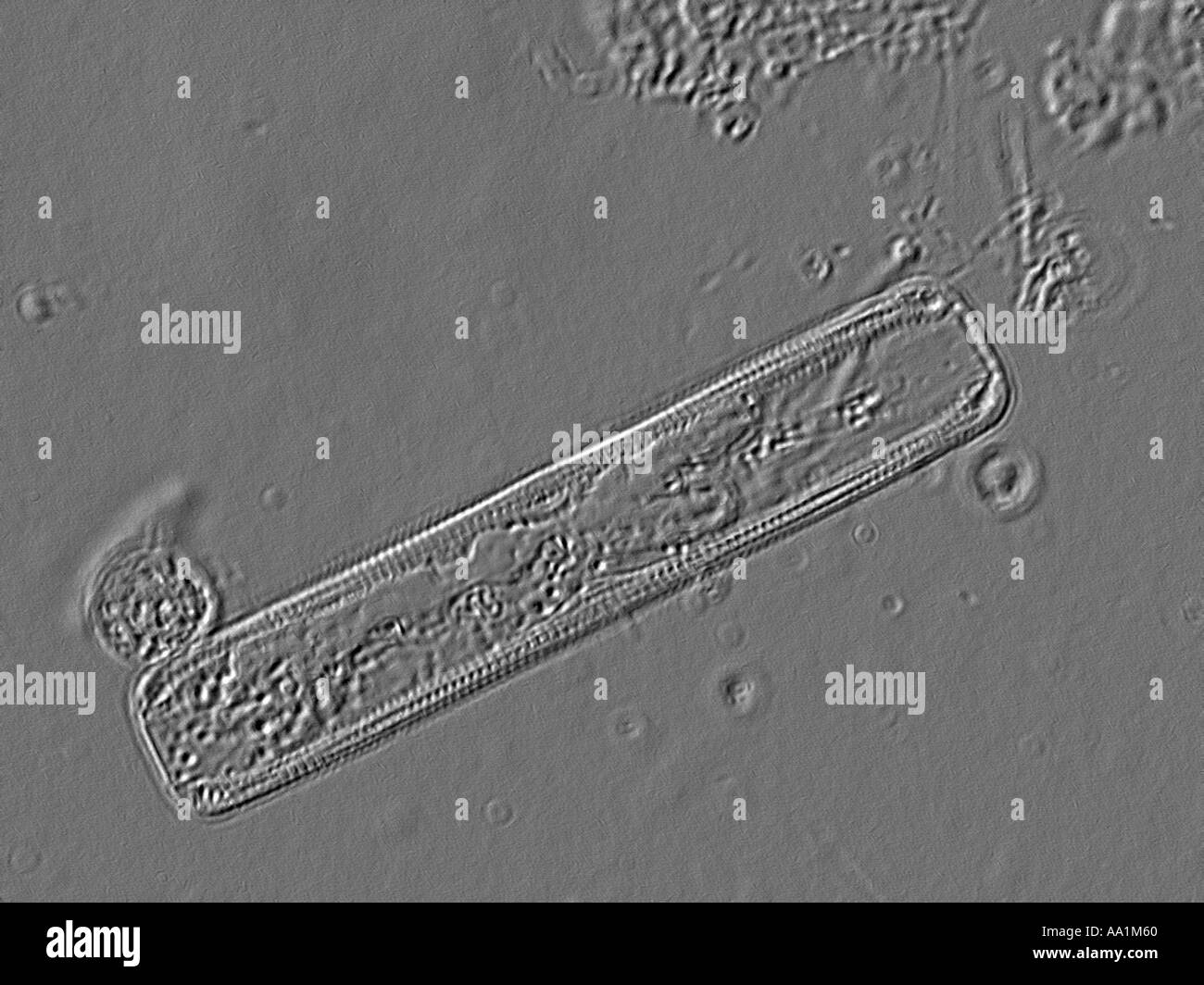 Navicula hi-res stock photography and images - Alamy