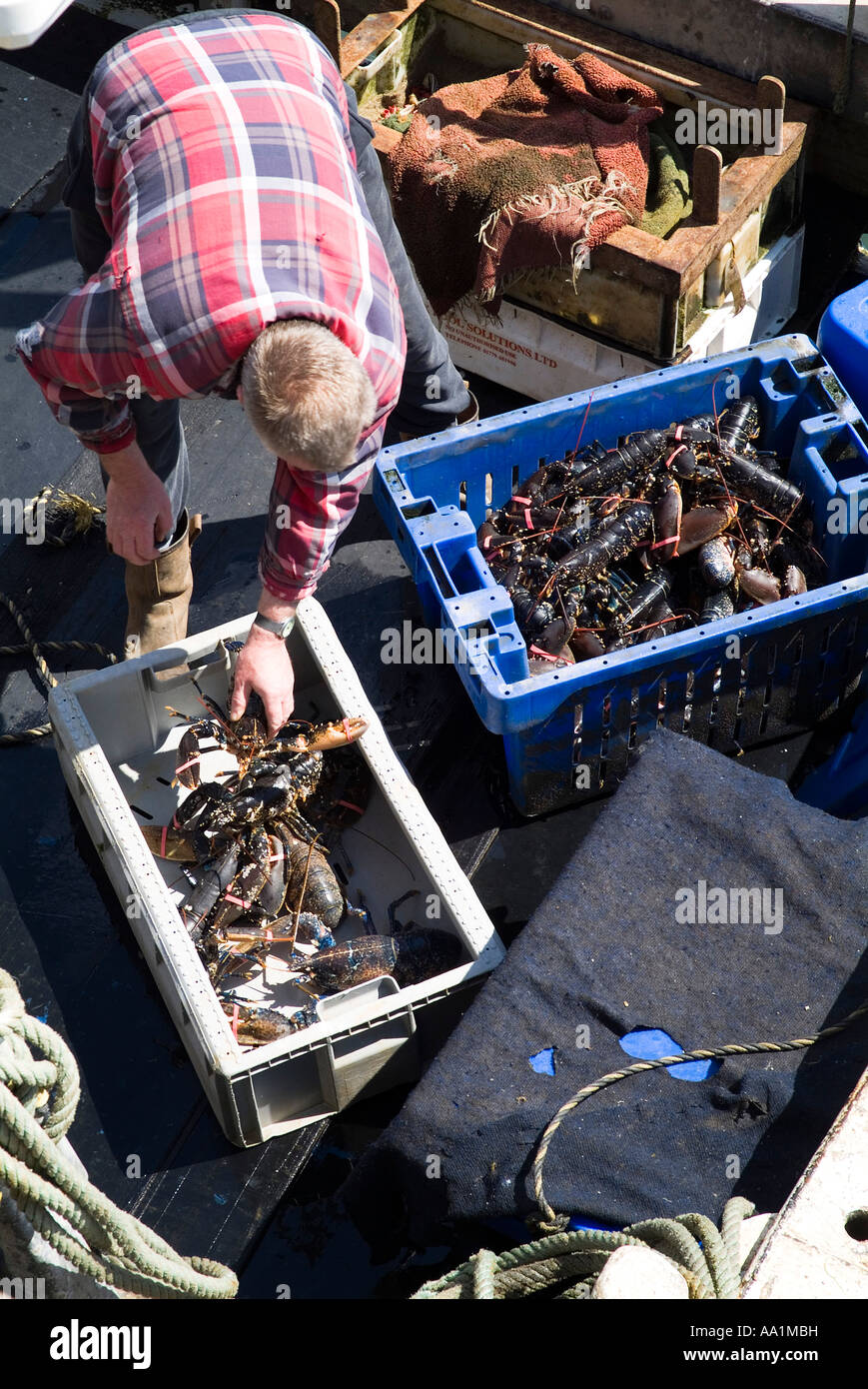 dh Lobster SHELLFISH UK Lobster fisherman selecting shellfish from ...