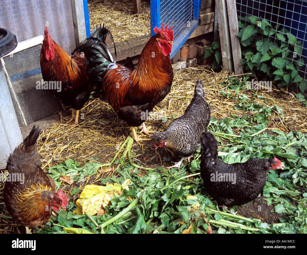 Hen House Chicken's and Rooster Stock Photo - Alamy
