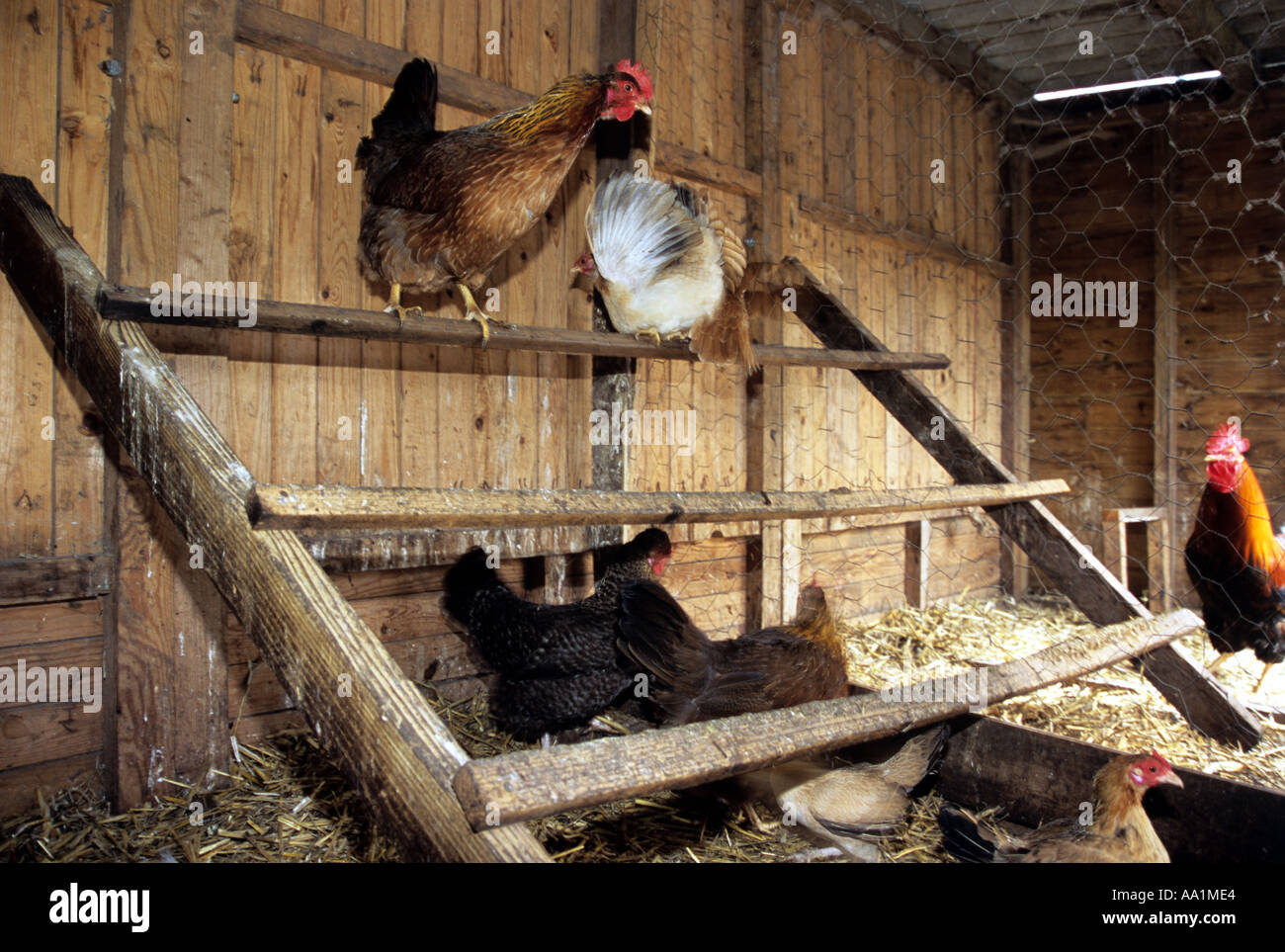 Hen House Chicken's and Rooster Stock Photo - Alamy