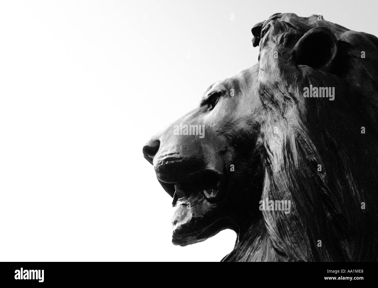 Lion Trafalgar Square Stock Photo - Alamy
