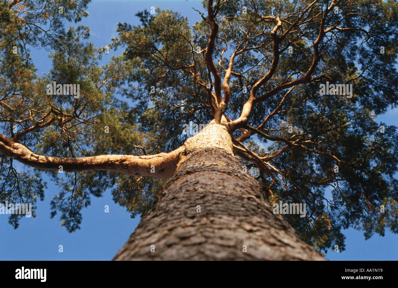 Branching pathways hi-res stock photography and images - Alamy