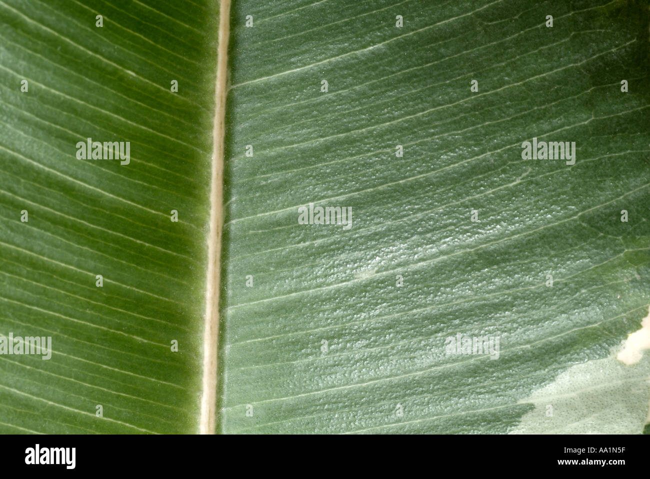 Leaf of the Ficus Plant, Close Up Stock Photo - Alamy