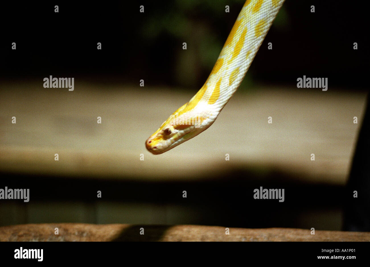 Albino Snake Boa Constrictor Stock Photos & Albino Snake Boa ...