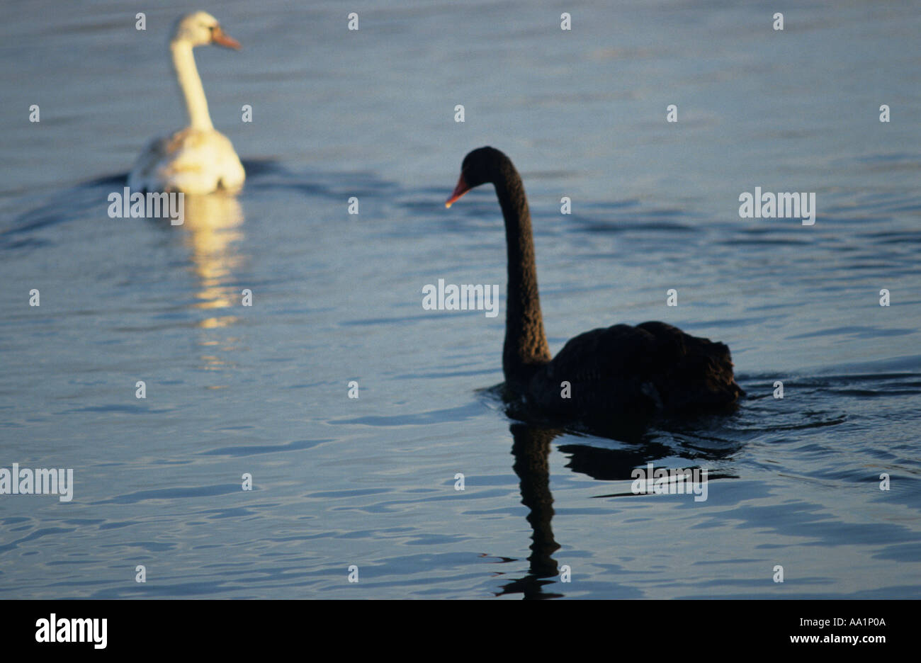 Australian black swan hi-res stock photography and images - Alamy