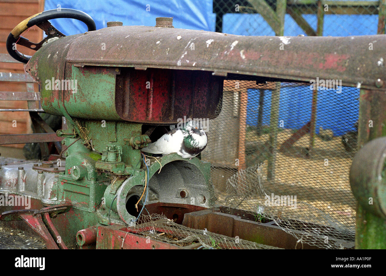 Pigeon resting in an old tractor Stock Photo - Alamy